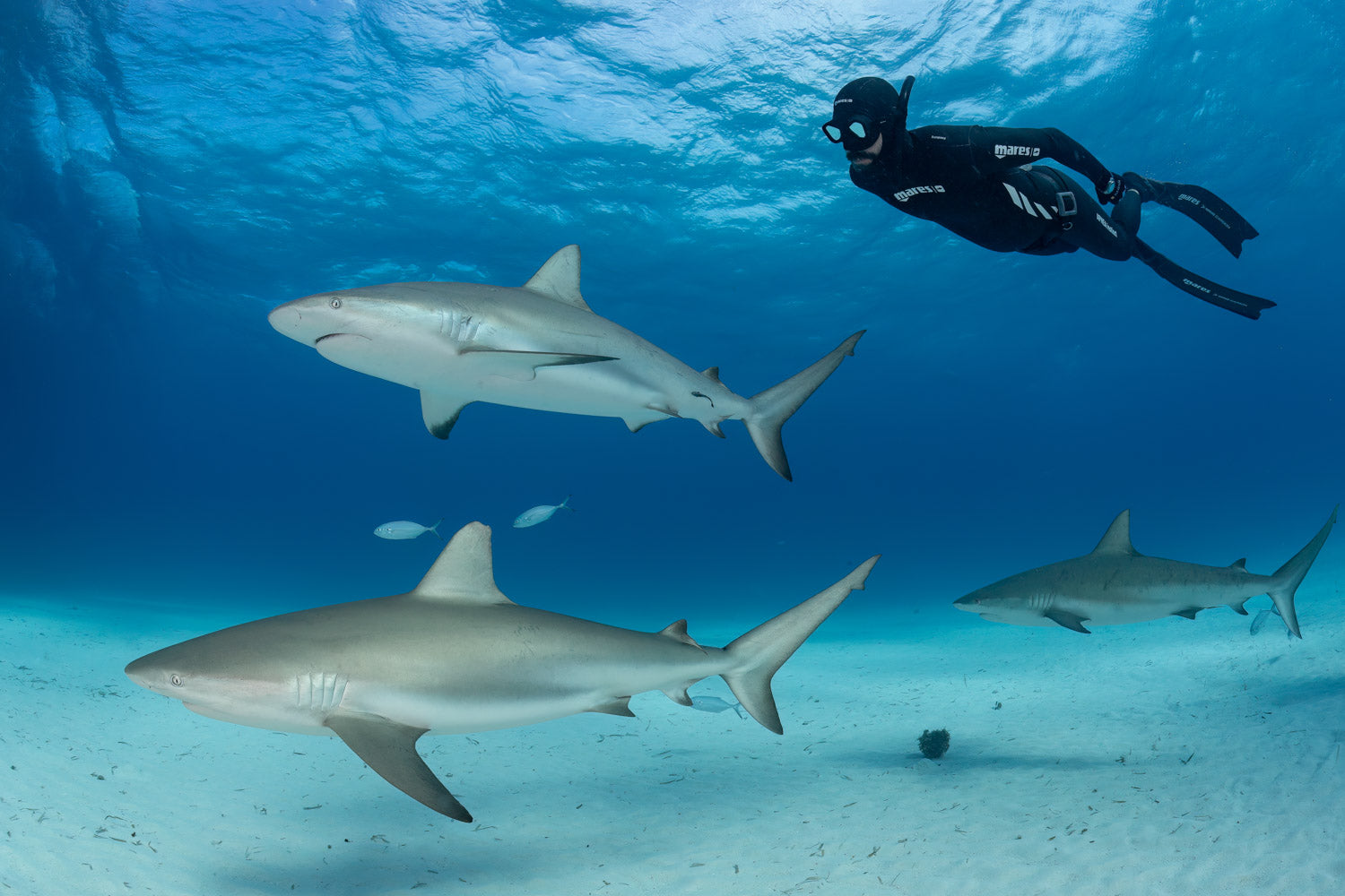 Scuba Diving With Tiger Sharks The Ultimate Guide To Diving In